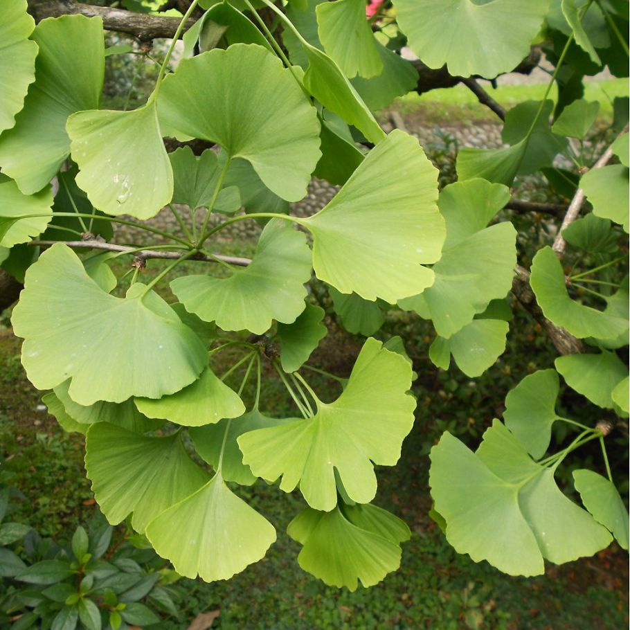 Ginko Biloba - Rasadnik Fuderer