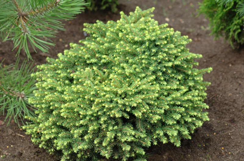 Picea abies „Little Gem“ - Rasadnik Fuderer